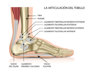 Dolor de tobillo ¿A qué se debe? - Vida Activa