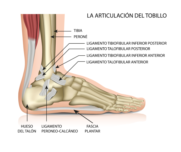 Dolor de tobillo ¿A qué se debe? - Vida Activa