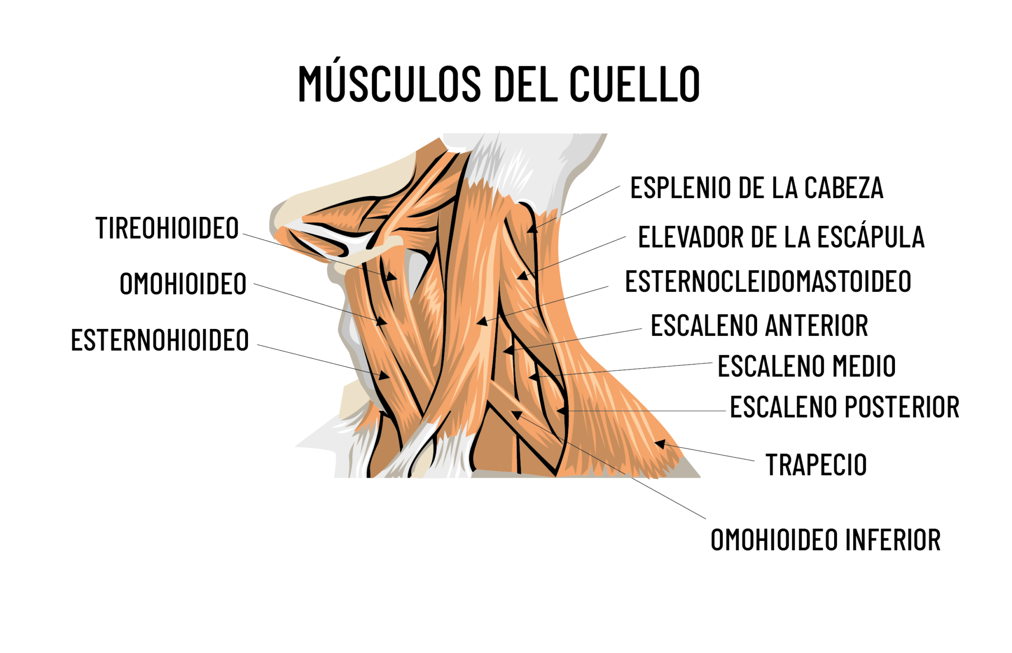 Cómo estirar el cuello correctamente - Vida Activa