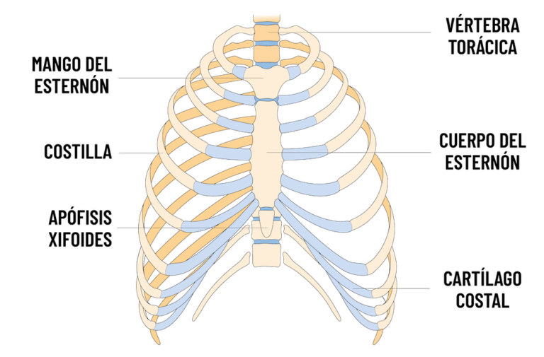 Contractura intercostal: causas, síntomas, tratamiento y fisioterapia ...