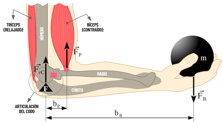 Tendinitis del bíceps: causas, tratamiento, ejercicios y prevención - PUVA