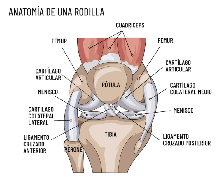 ¿Qué es la condromalacia rotuliana y cómo tratarla? - PUVA