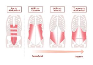 Ejercicios para fortalecer el transverso abdominal - PUVA